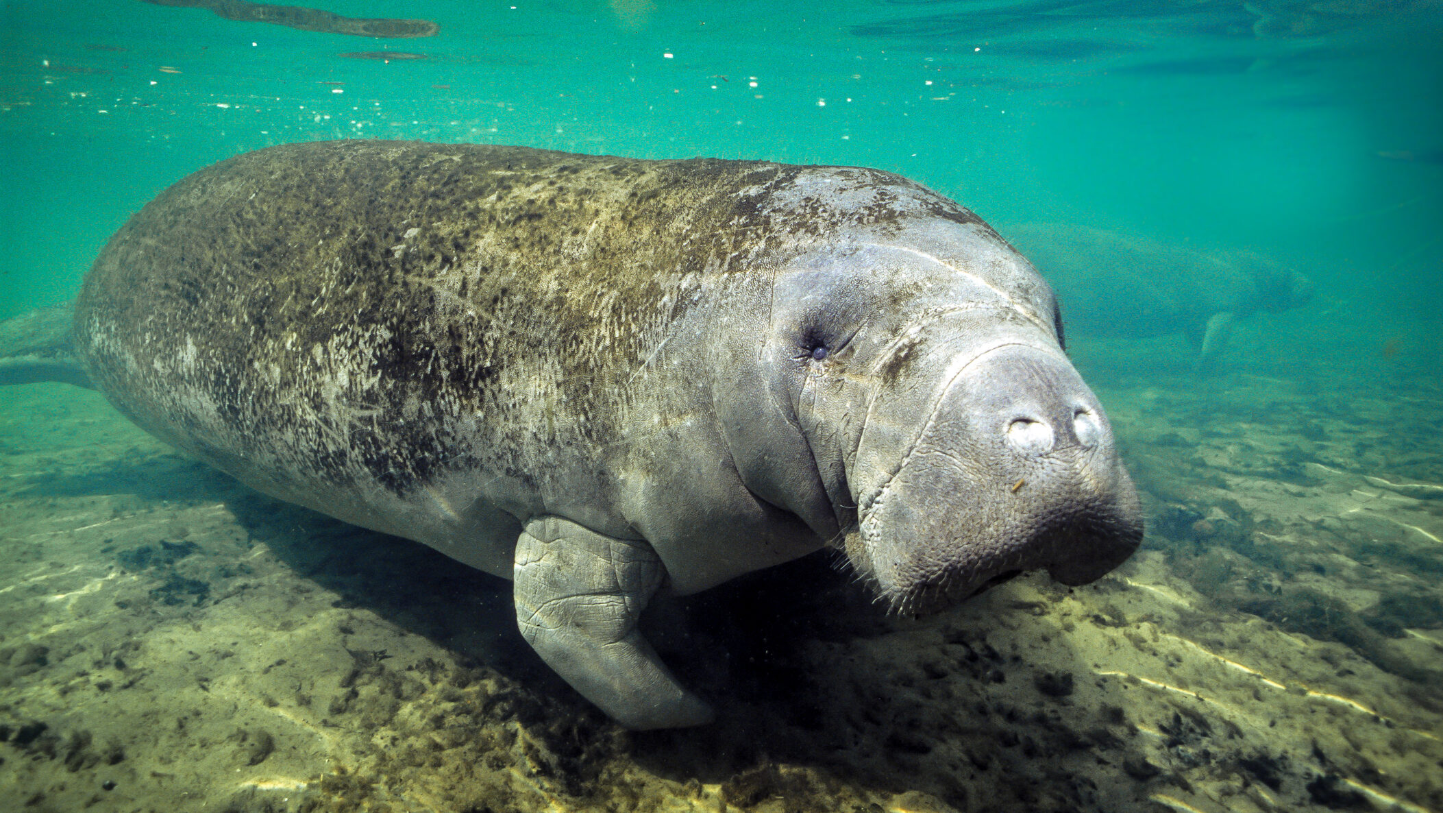 This State Is Making Sure Its Sea Cows Are Being Fed | twib.news