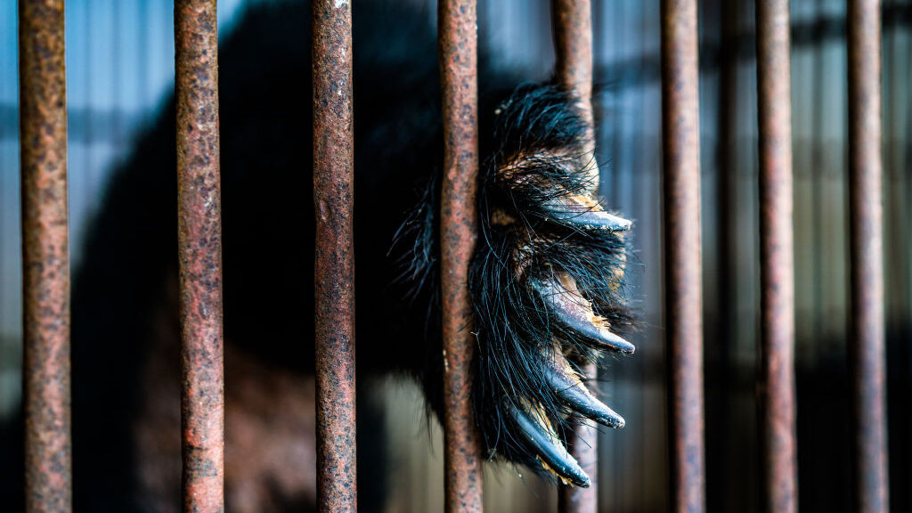 Bear Farming Is Coming to a Full Stop in This Country | twib.news