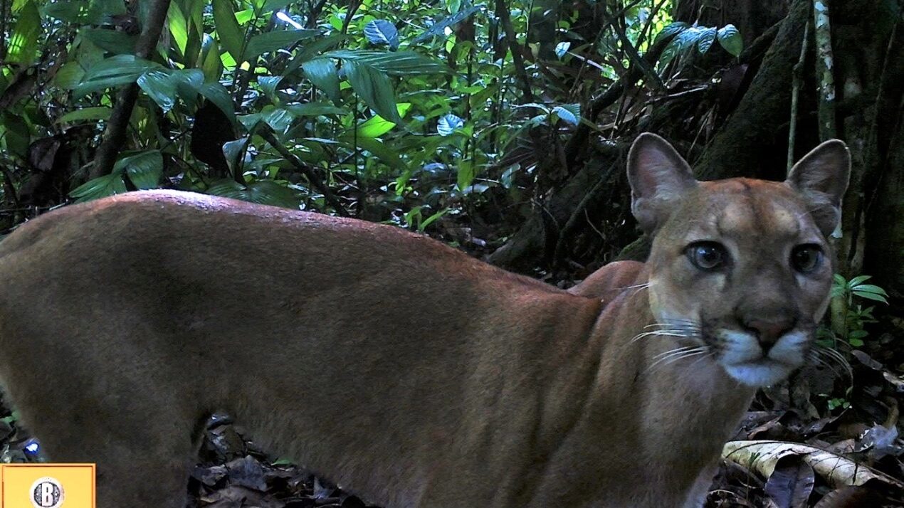 Study Shows More Proof of Success for Conservation Work | twib.news