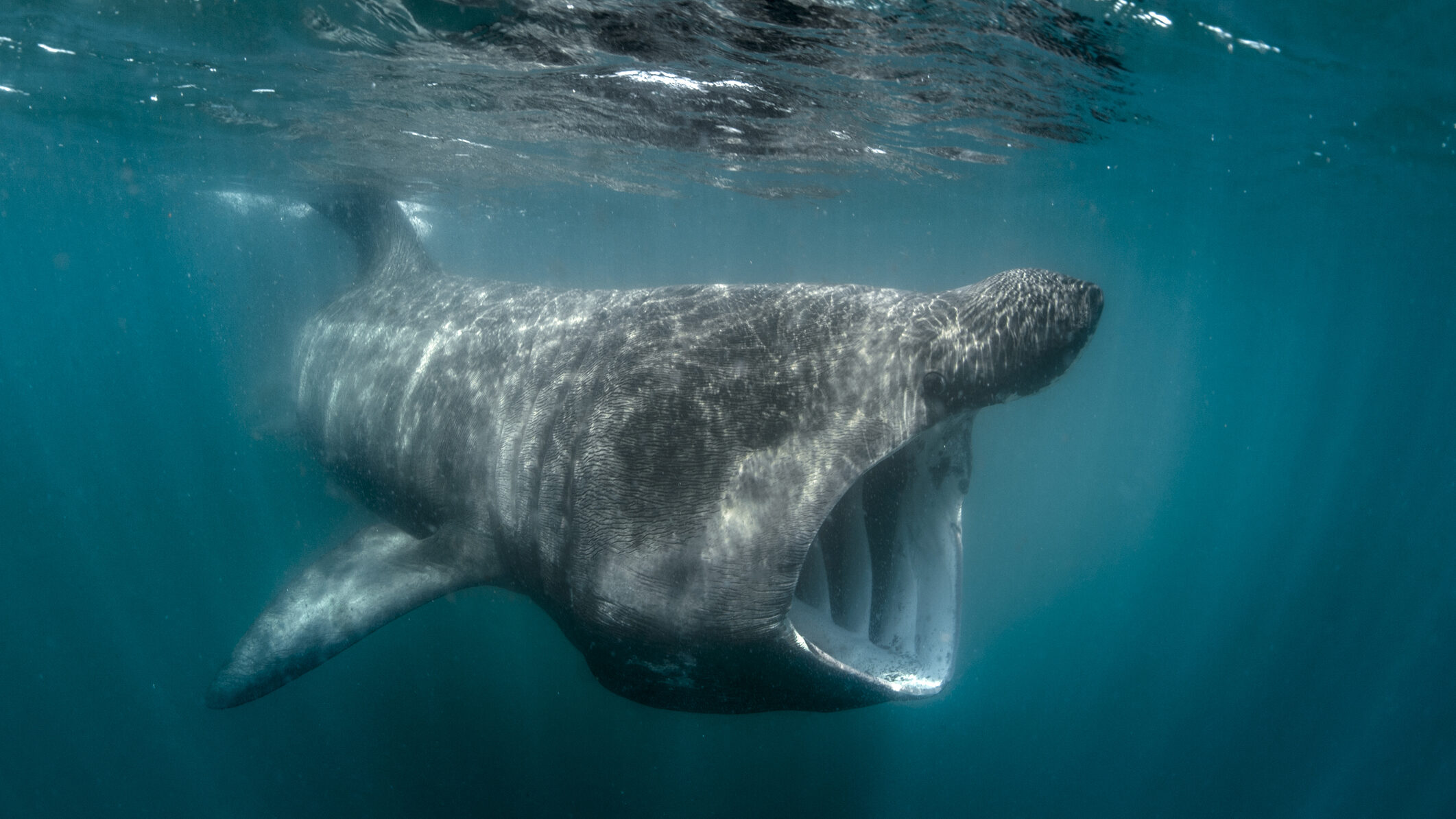These Sharks' Lives Are About to Get a Lot More Peaceful | twib.news
