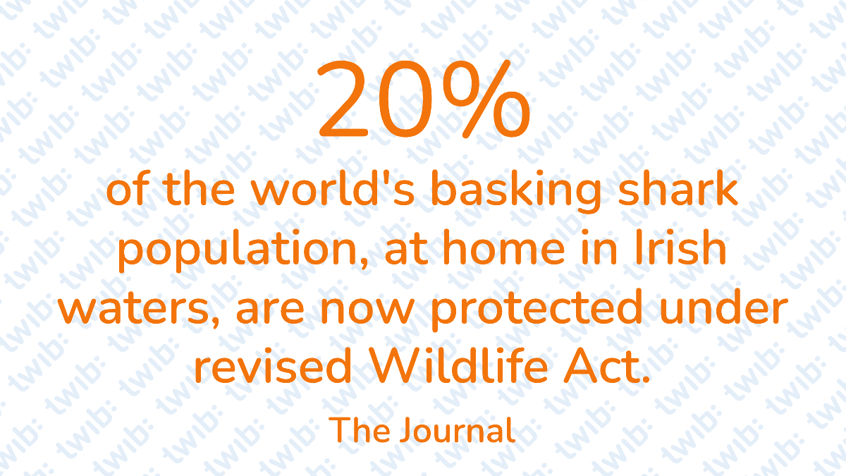 20% of the world's barking shark population, at home in Irish waters ...
