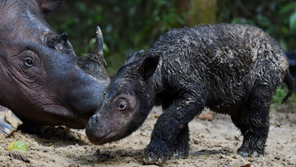 Rare Rhino Born — One of Less Than 80 in the World! | twib.news