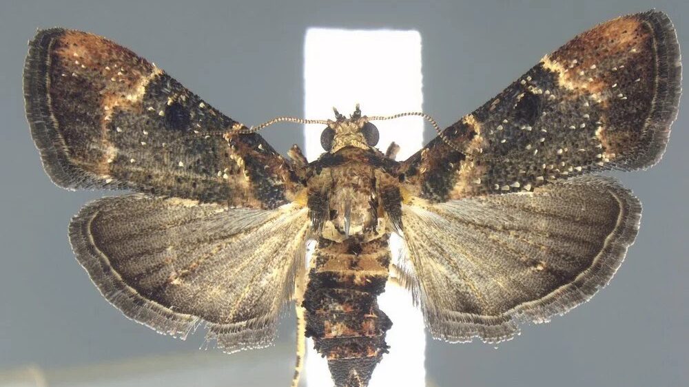 Border Control Win: Customs Agents Discover Rare Invasive Moth in ...