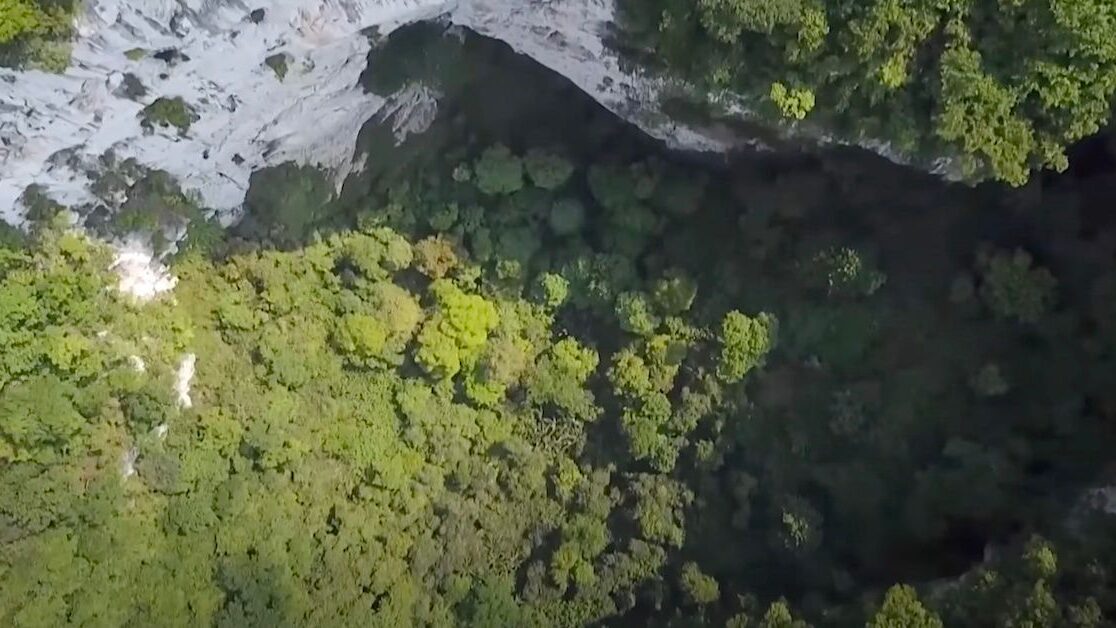 Hidden Treasure Found, Revealing a Thriving Undisturbed Forest! | twib.news