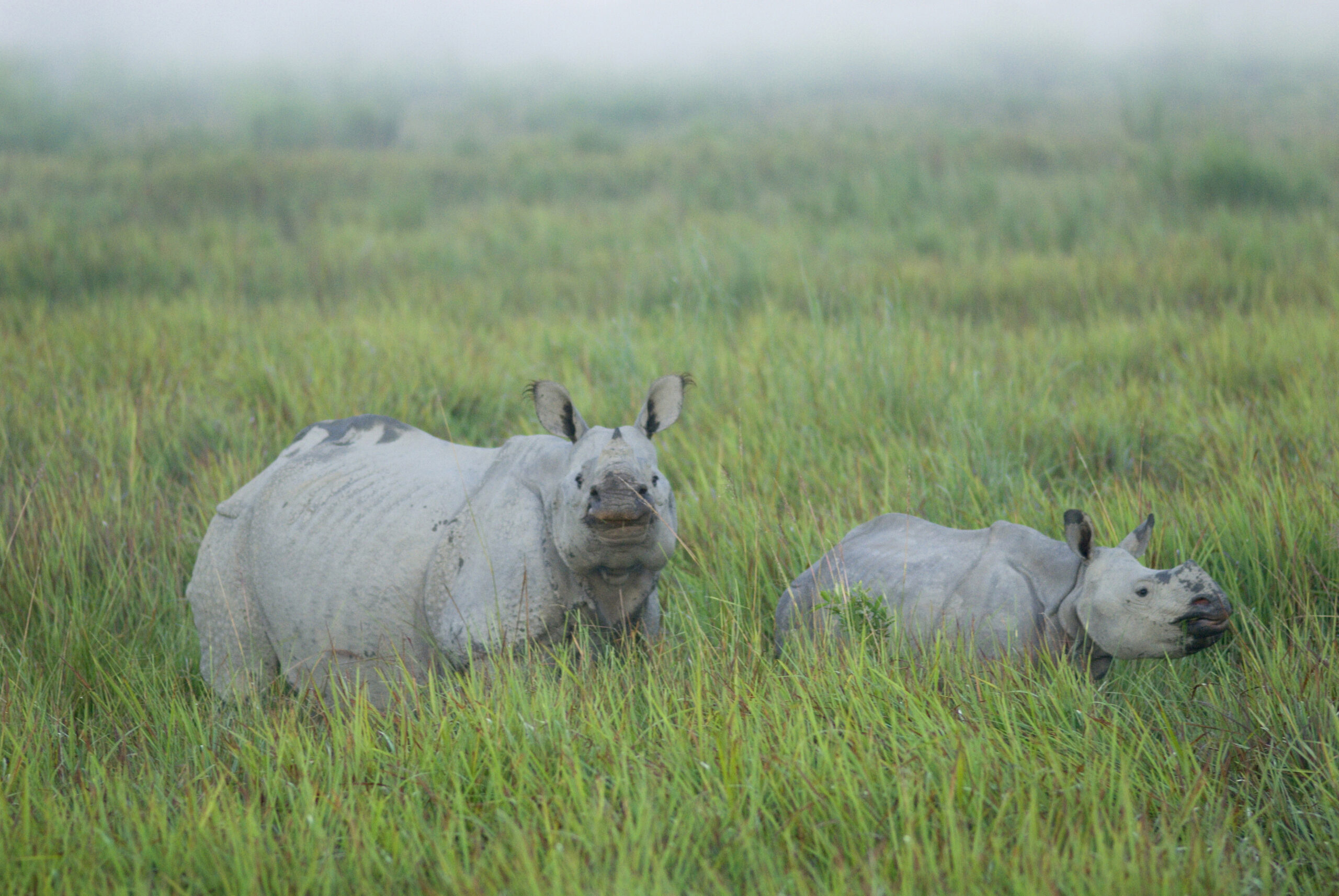 Rhino Population Gets a Very Welcomed Boost! | twib.news