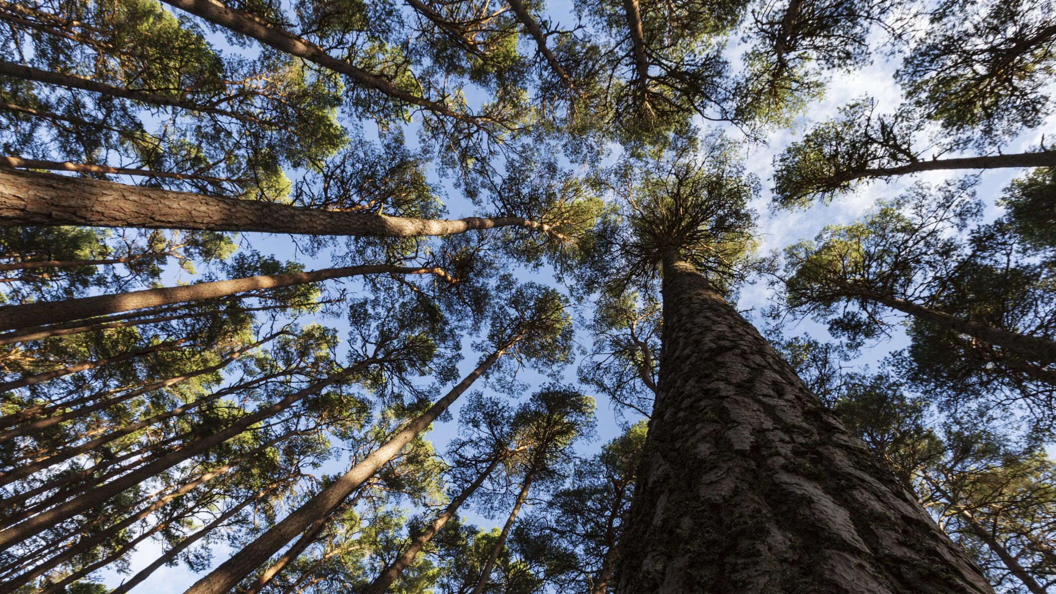 The Biggest Forest Cover of This Country... in 900 Years! | twib.news