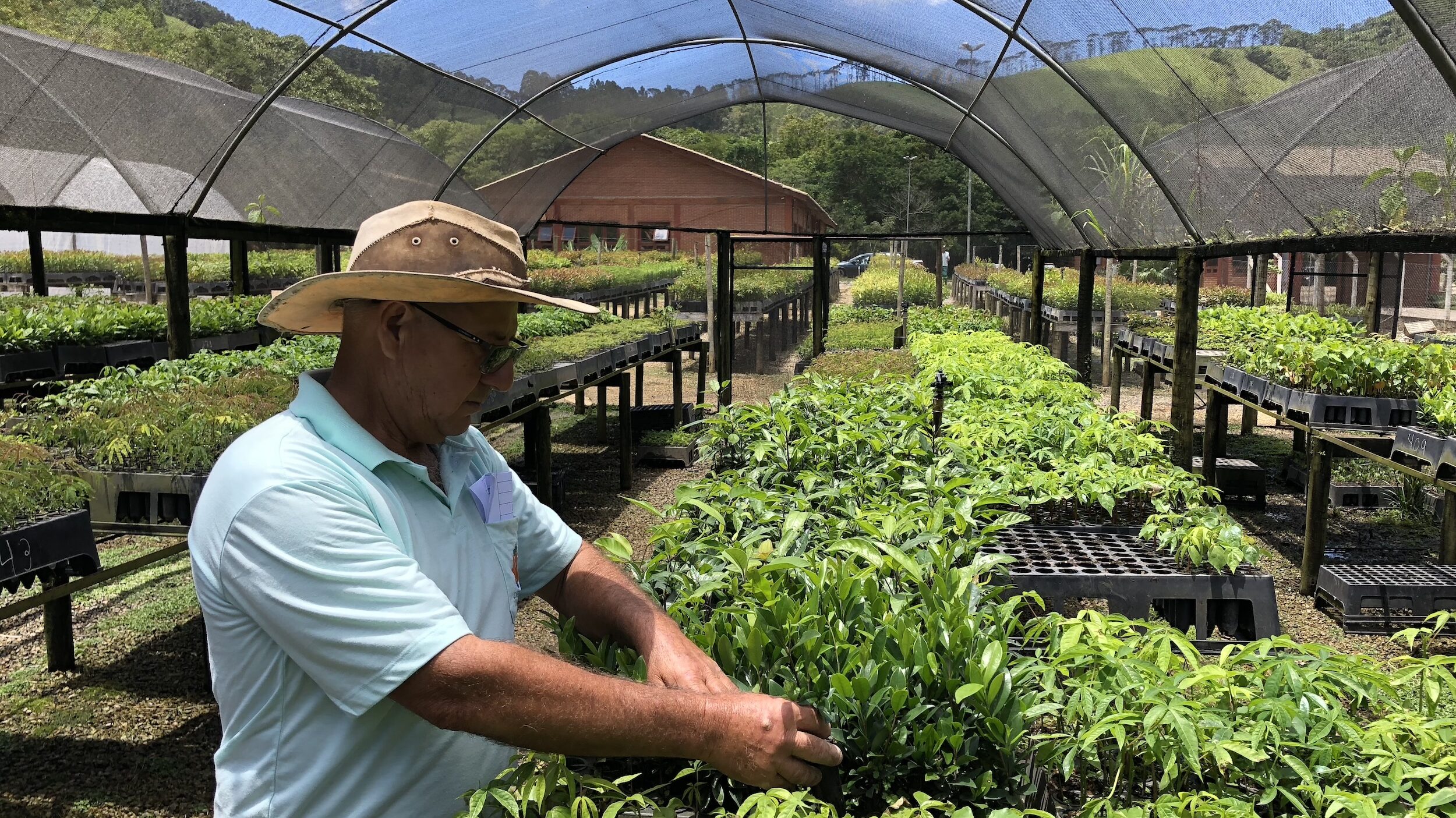 Reforestation in Brazil is in Full Swing! | twib.news