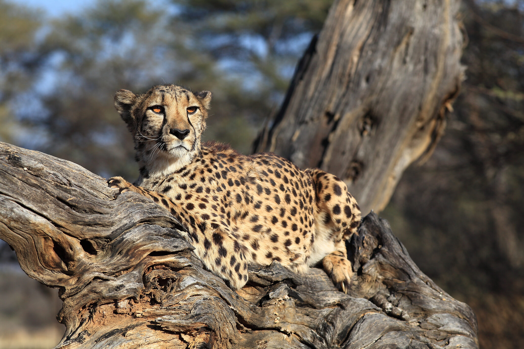 After 70 Years, This Cheetah Is Back! | twib.news