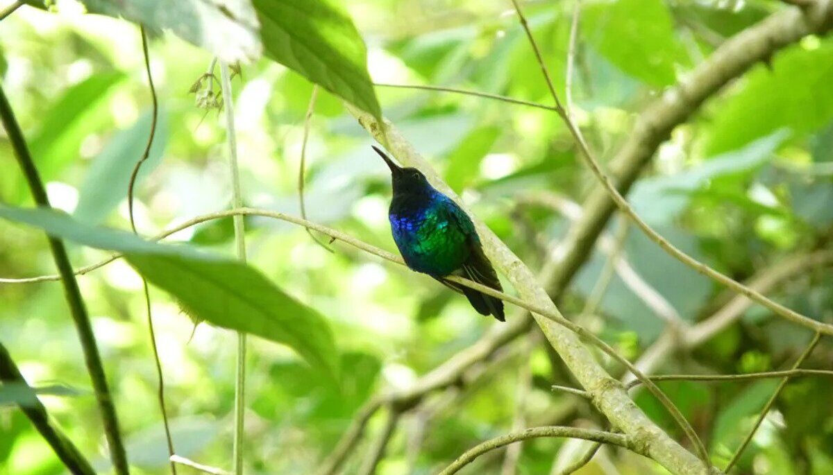 12 Years of Hide-and-Seek: Rare Hummingbird (Finally) Spotted! | twib.news