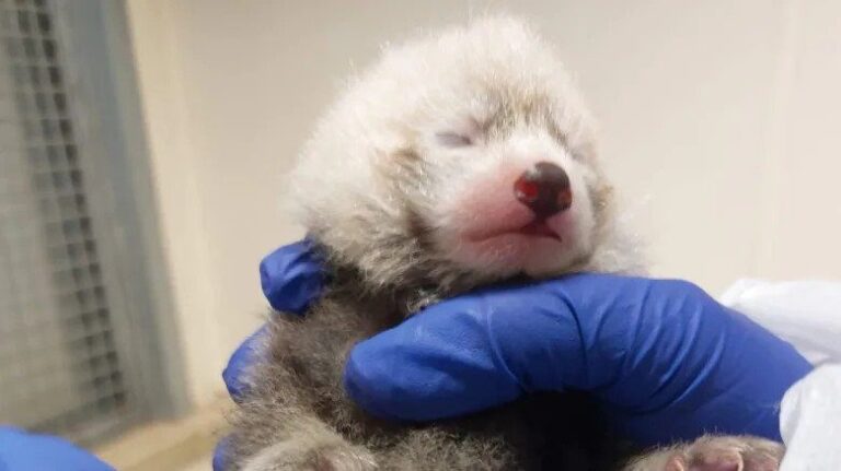 Celebrations at the Zoo: Endangered Red Panda Gives Birth to Healthy ...