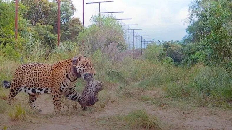 Conservation Success Story: Jaguars Born in the Wild! | twib.news