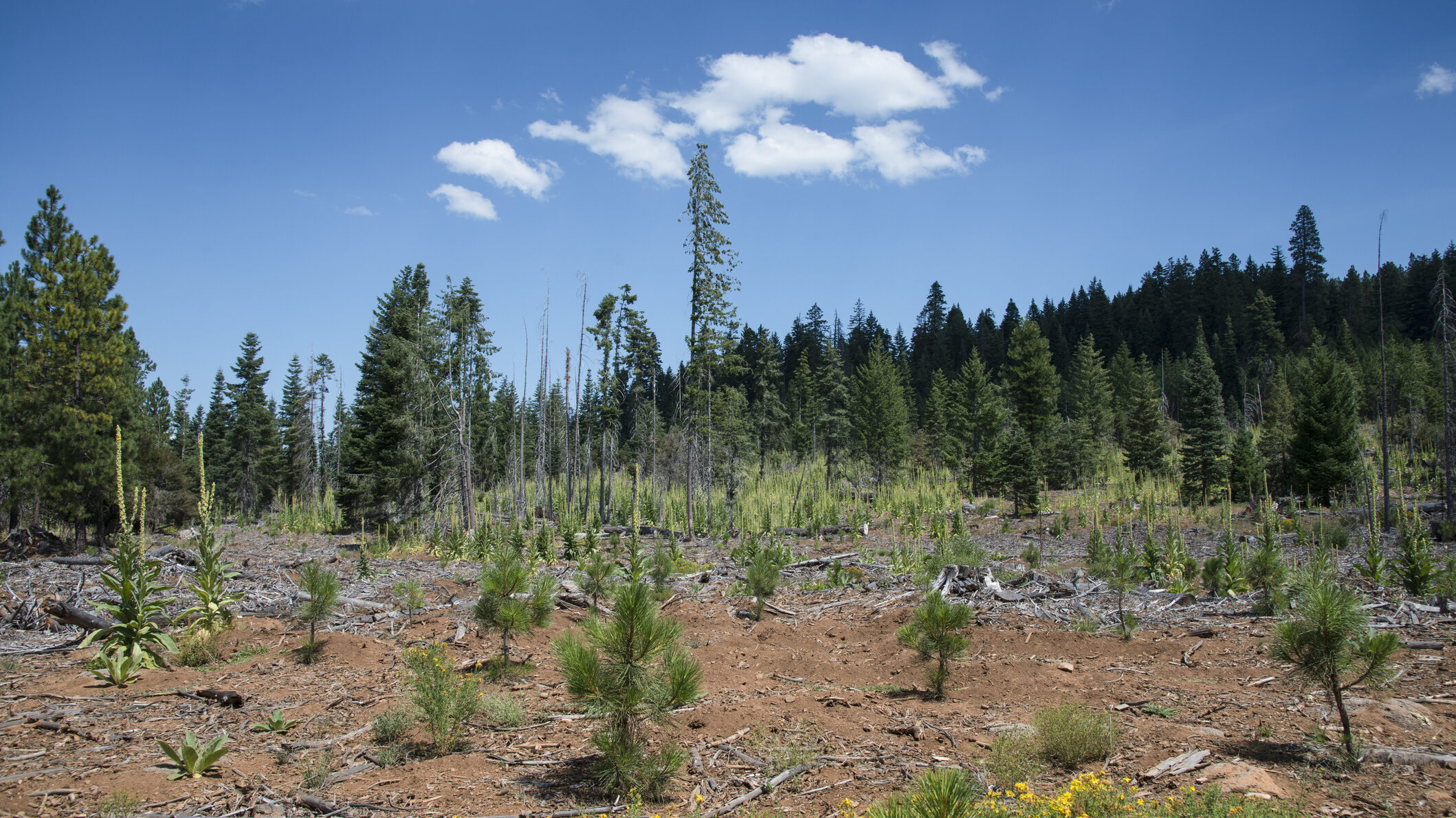 Over A Billion Trees Will Be Planted Here - Within a Decade | twib.news