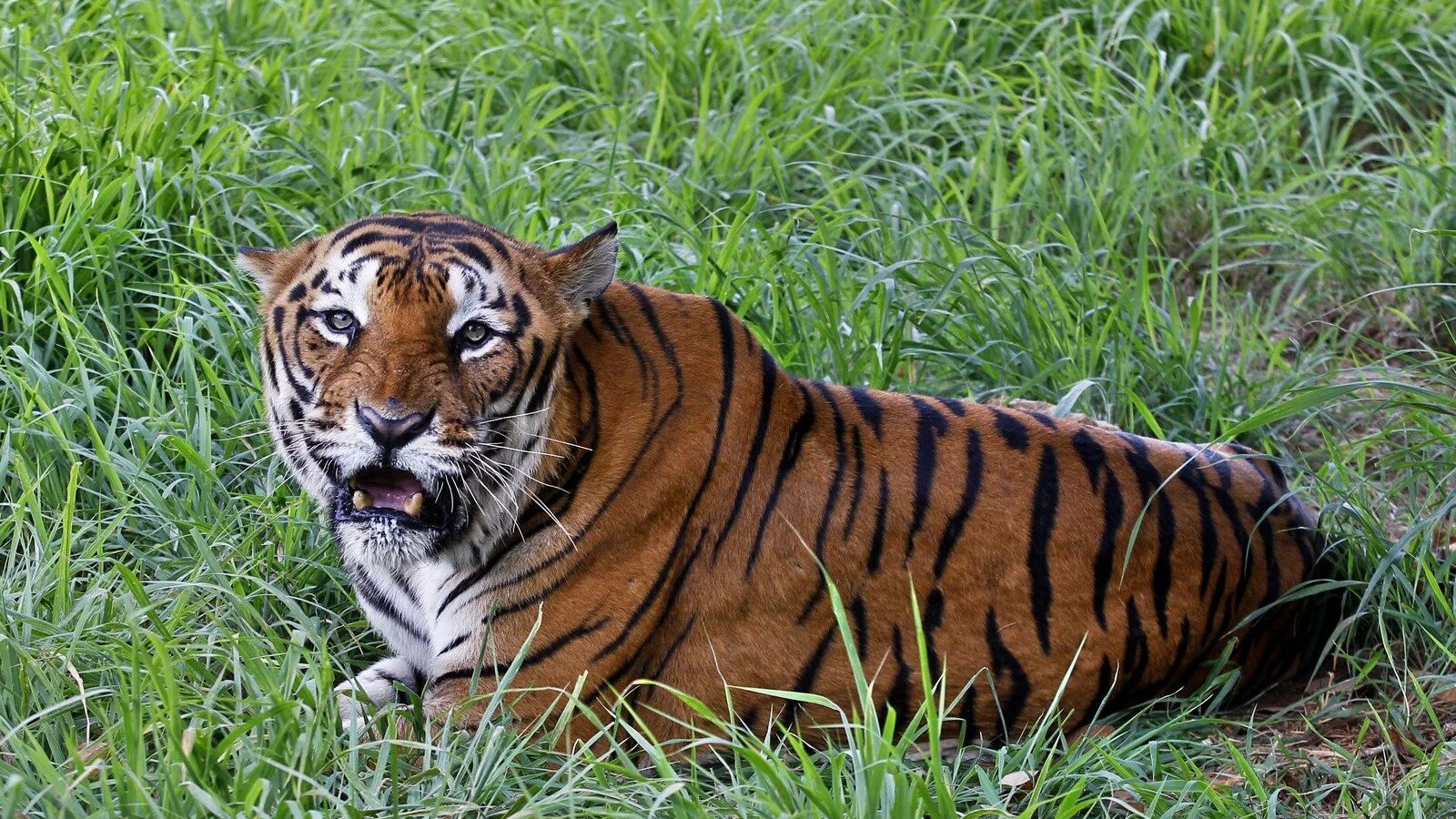 Year of the Tiger: Global Tiger Count Soars, in Just Seven Years | twib ...