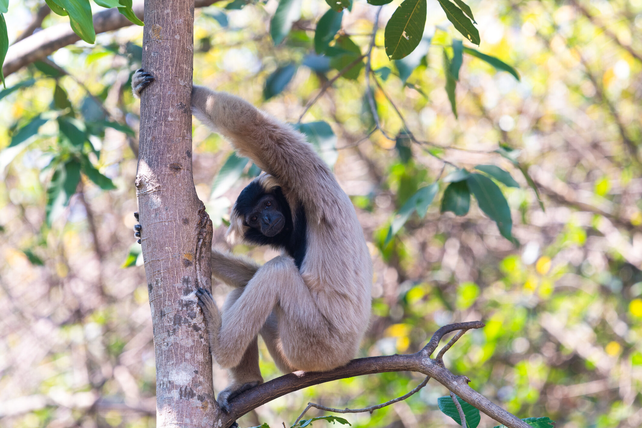 These Rare Apes Are Coming Back! | twib.news