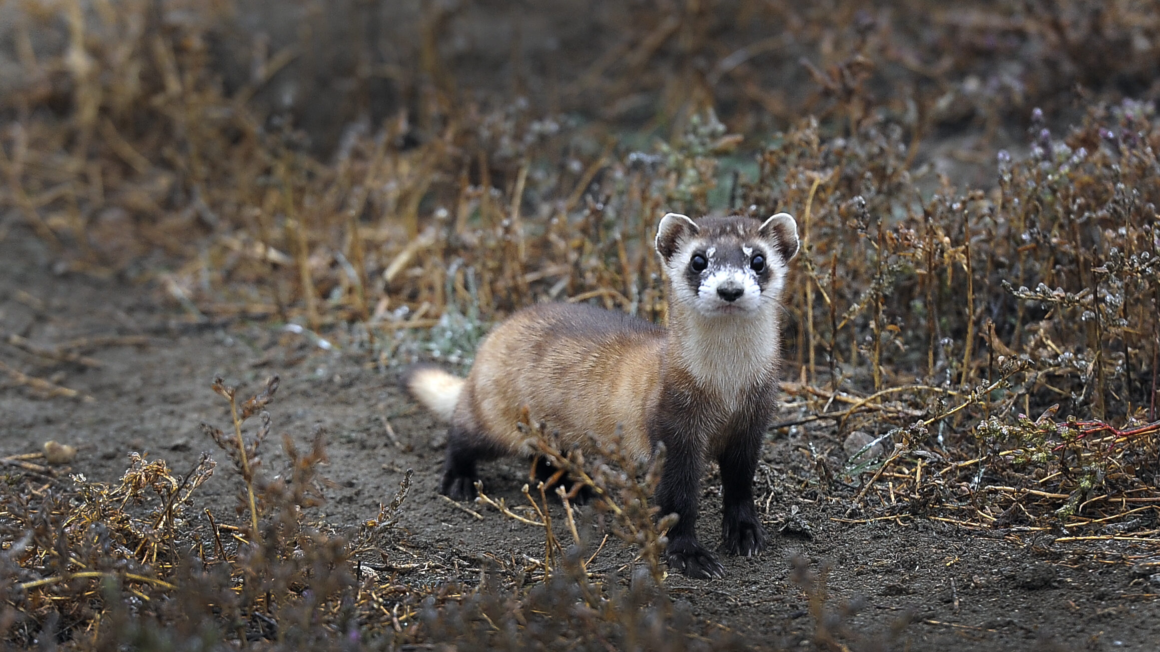 This Animal Cryobank Is a Conservation Must | twib.news