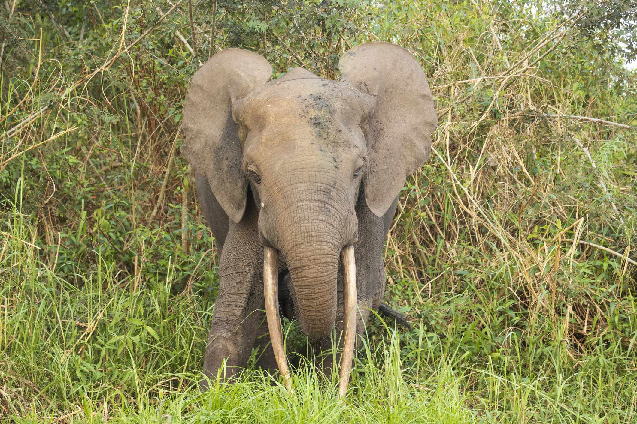 Win-Win: Rainforest Gains Protection, and Endangered Elephant Steers ...