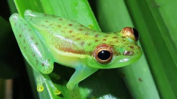A New Tiny Frog Hopped Into Our Lives | twib.news