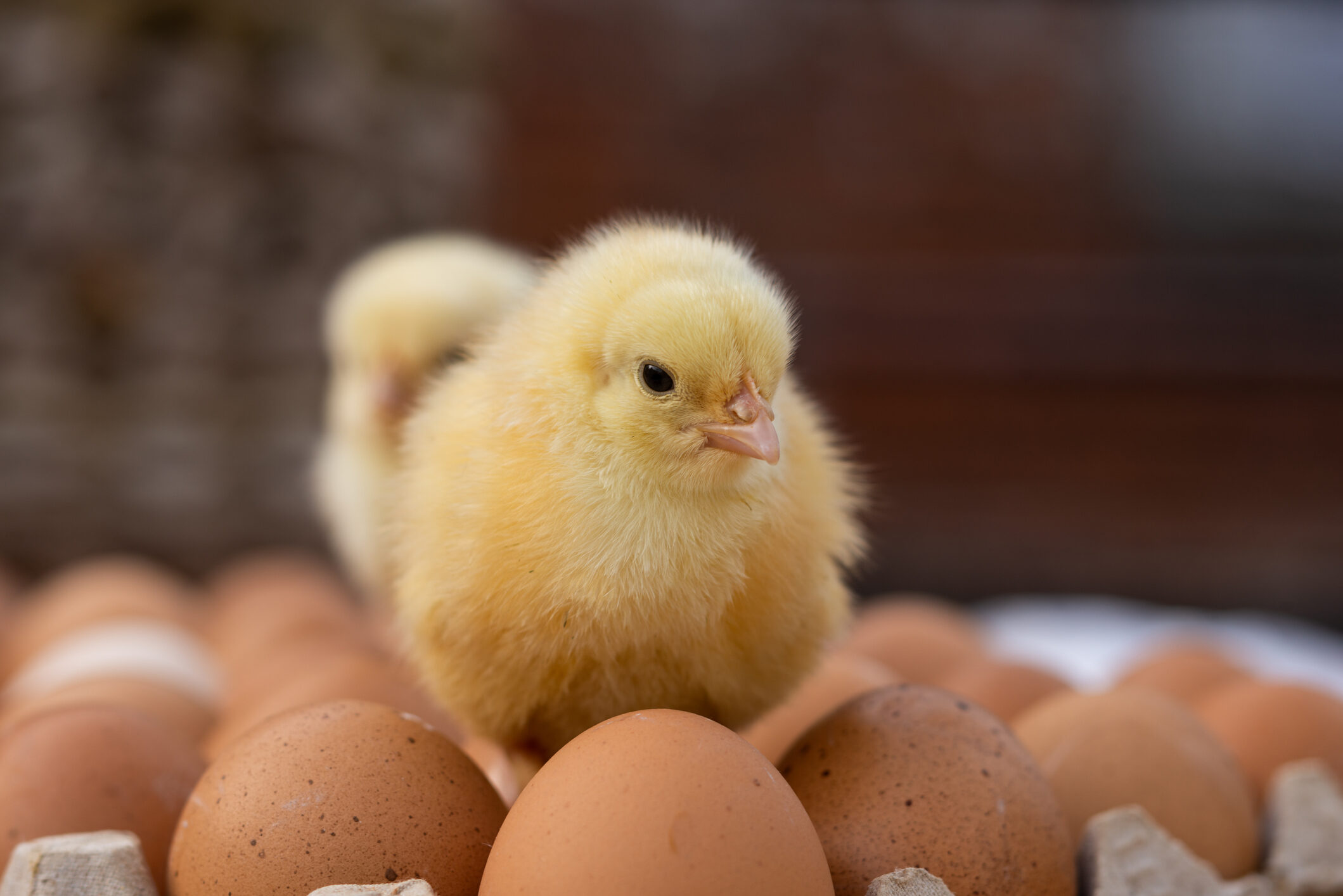 Egg Industry Milestone: Keeping Male Chicks Alive! | twib.news