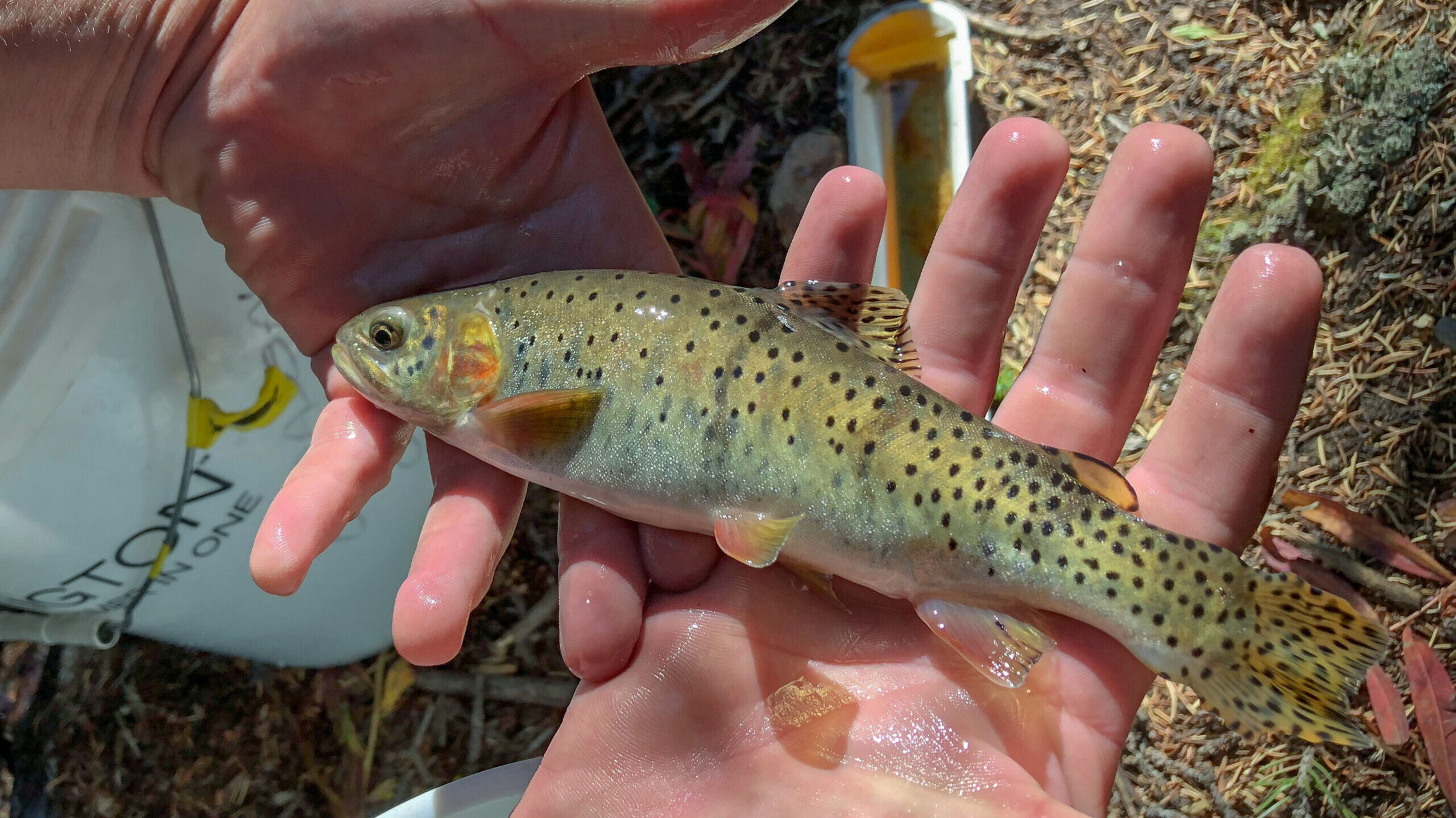 Once Thought Extinct, This Trout Now Reproduces Without Human ...