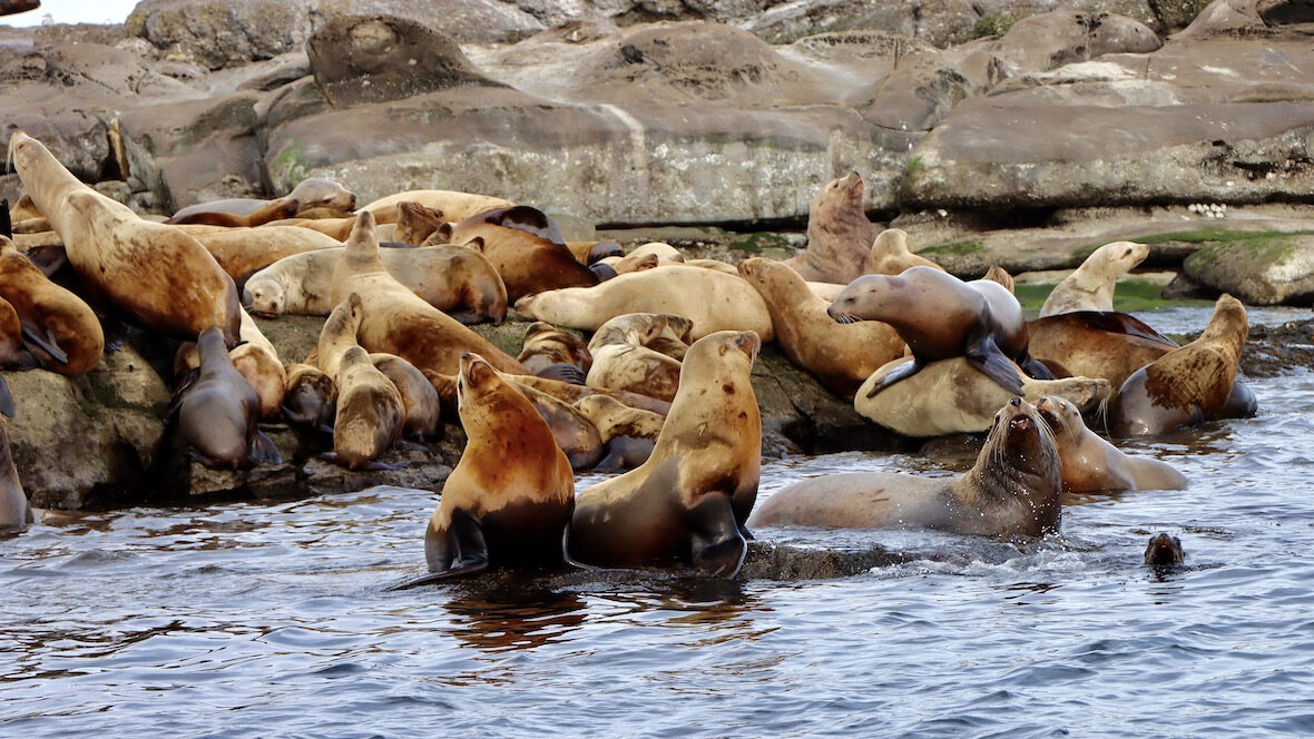 Vast Network to Protect the Oceans Is a Win for Conservation and for ...