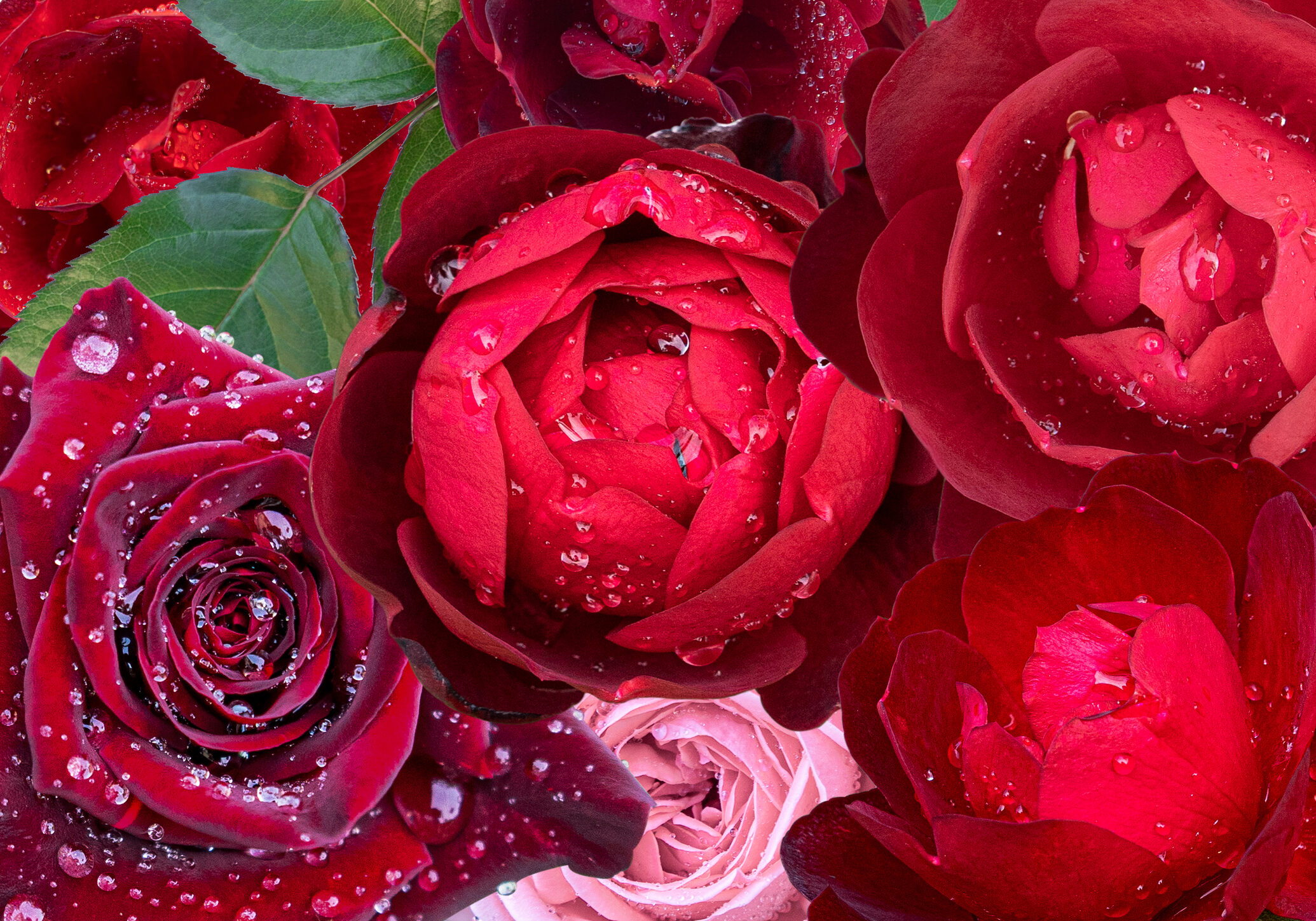 Gardeners Trade Rare Roses... to Help Them Survive! | twib.news