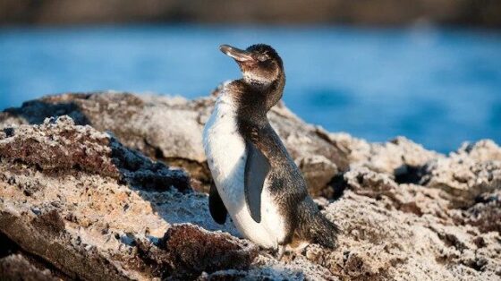 Population of Rare Penguin Shows Promise | twib.news