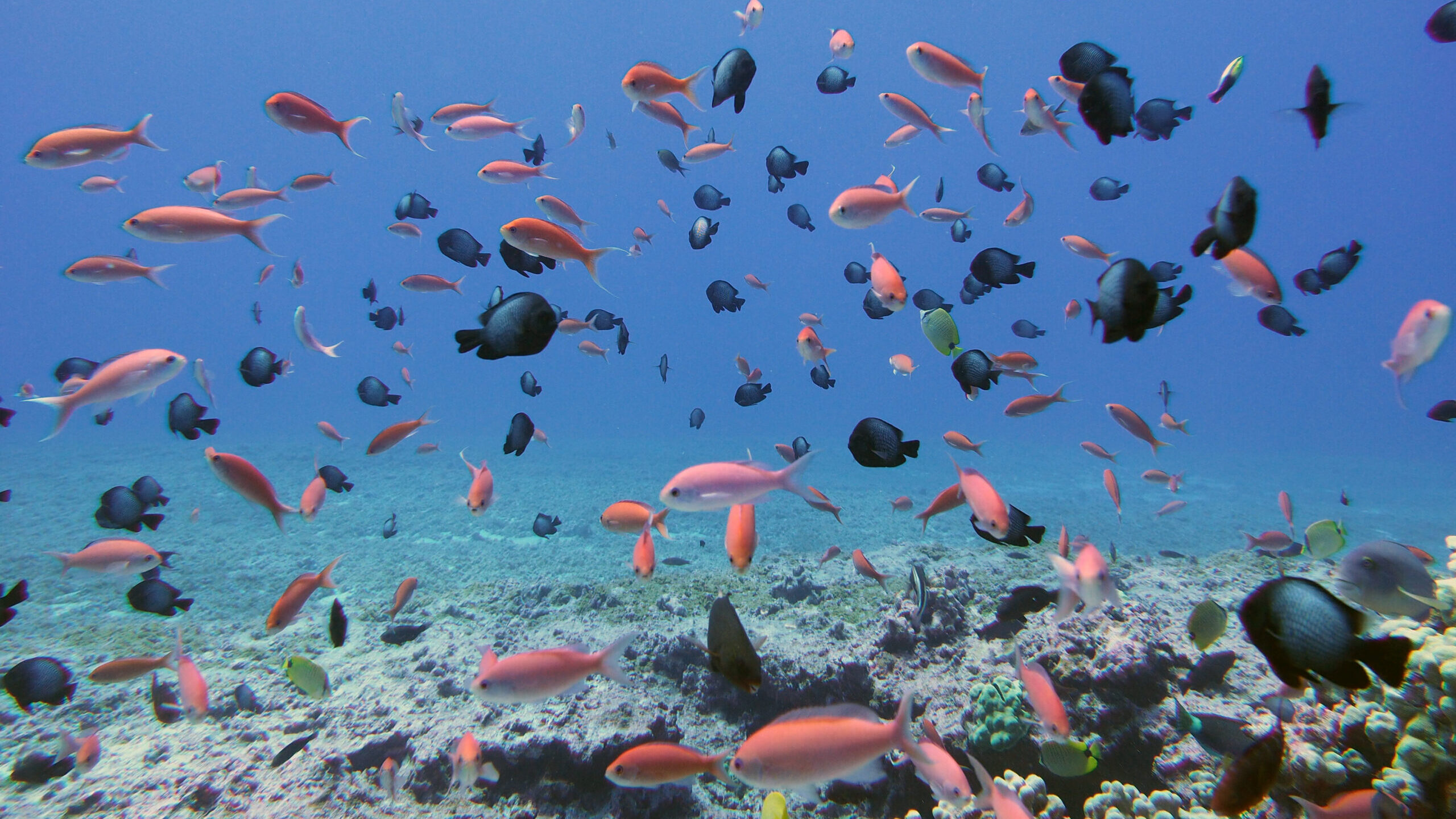 There Are Plenty More Fish in the (Protected!) Sea | twib.news