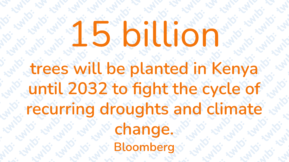 15 billion trees will be planted in Kenya until 2032 to fight the cycle ...