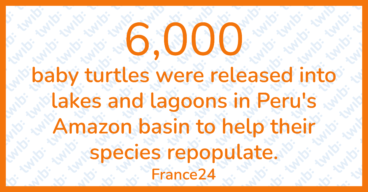 6,000 baby turtles were released into lakes and lagoons in Peru's ...