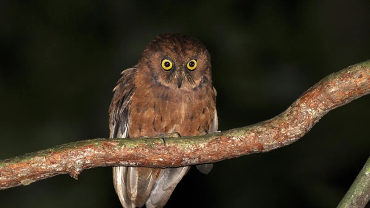 New Bird Species Discovered, New World Record Hit | twib.news