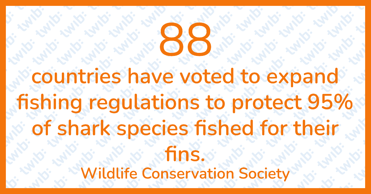 88 countries have voted to expand fishing regulations to protect 95% of ...
