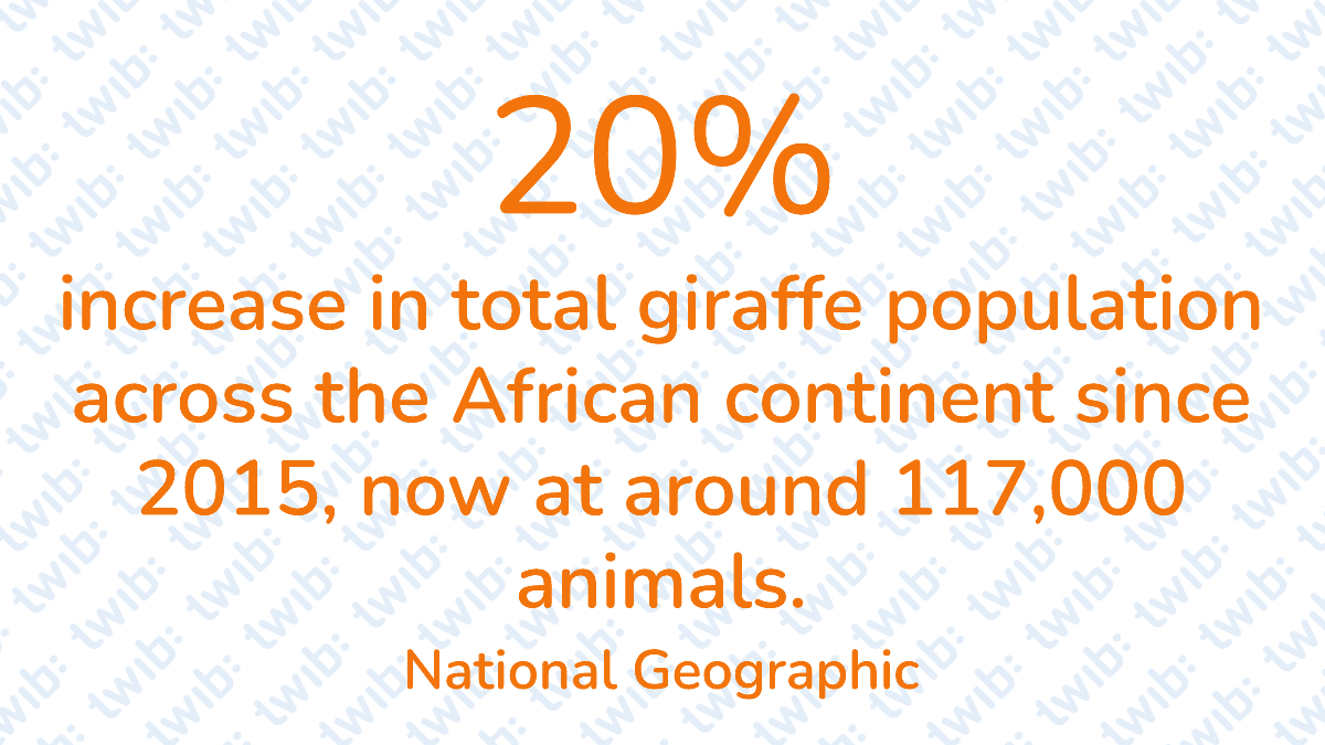 20% increase in the total giraffe population across the African ...