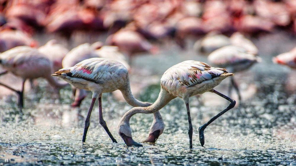 Pretty in Pink: More Flamingos in This Capital City | twib.news