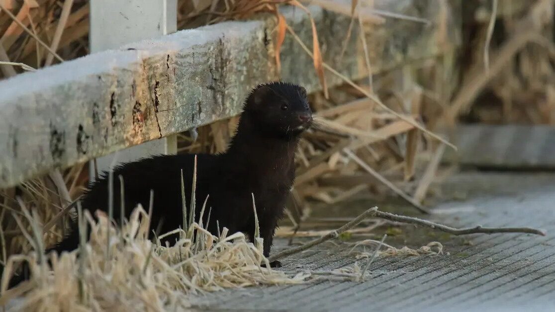 The Largest Mink Farm in the Continent Is Shutting Down (Go, Animal ...