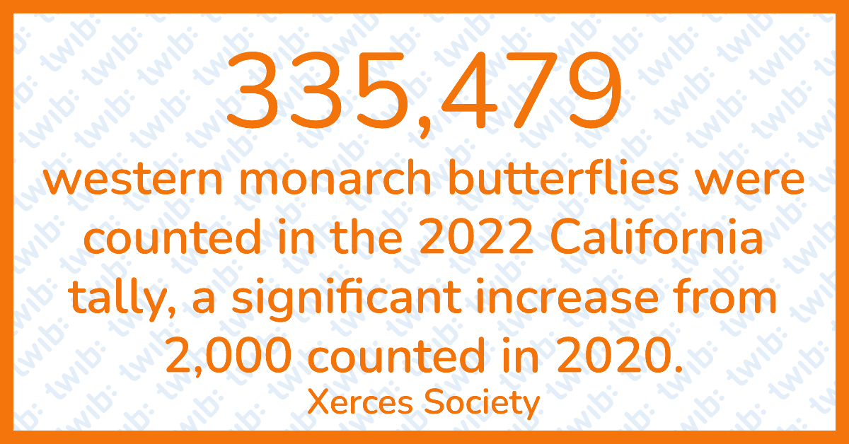 335,479 western monarch butterflies were counted in the 2020 California ...
