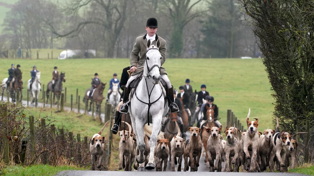 Animal Rights Win: No More Dogs Hunting Foxes for Humans | twib.news