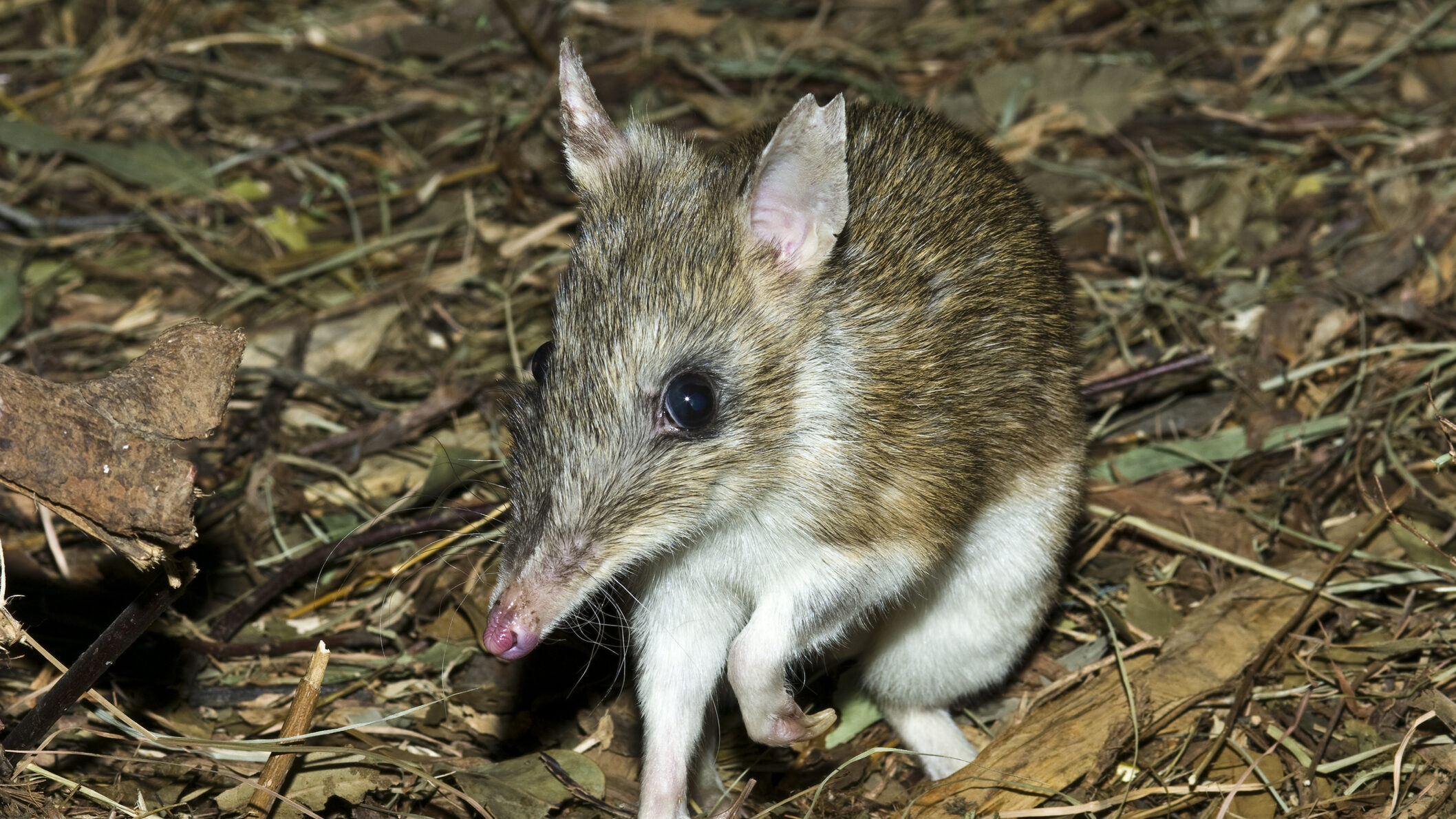 Conservation Always Wins: 26 Species No Longer Near Extinct | twib.news