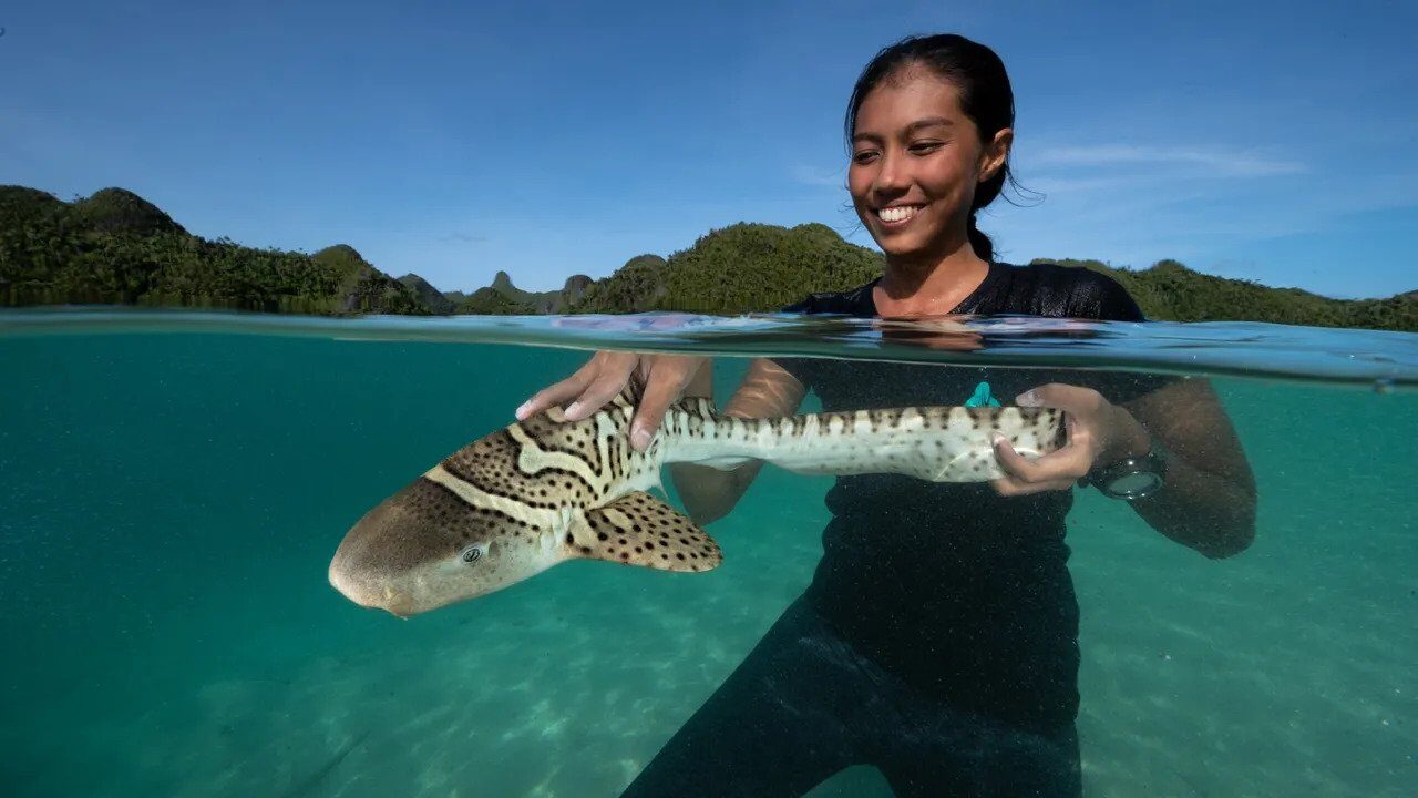 First Mini-Batch of Zebra Shark Babies Released into the Wild! | twib.news