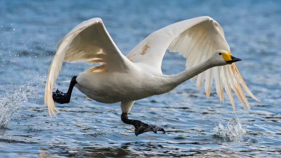 Nature Reserve Helps Protect These Wild Swans | twib.news
