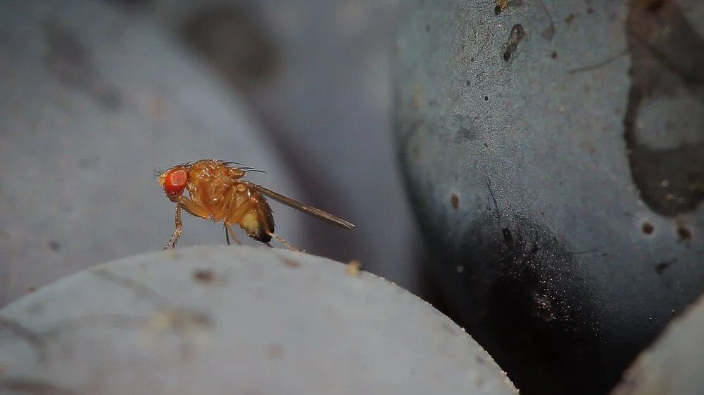 Take a Look at This Super-Detailed Map of an Insect's Brain | twib.news