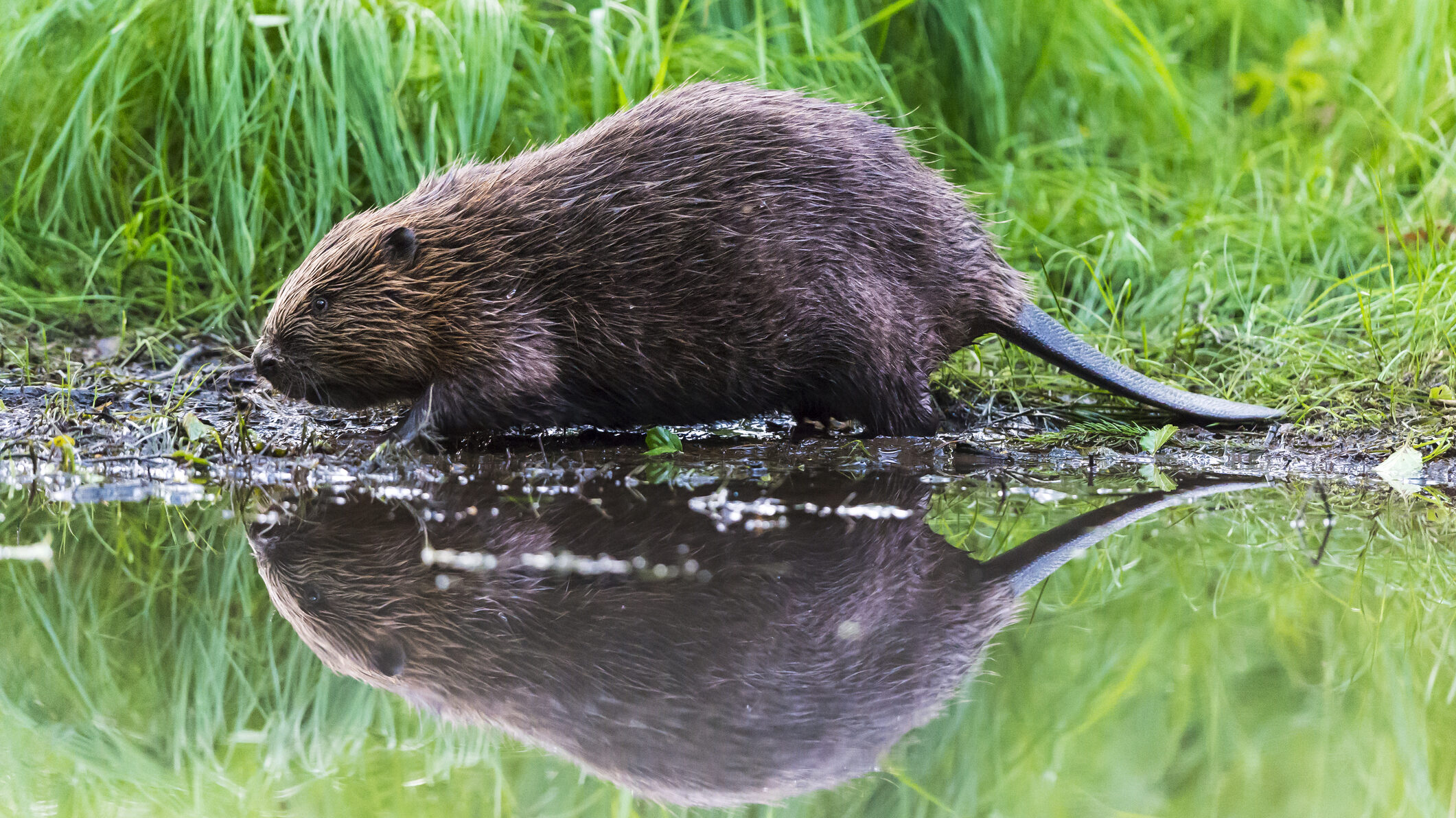 Four Centuries Later, Beavers Are Back | twib.news