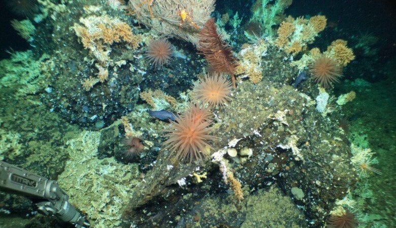 Rare and Pristine Coral Reef Discovered | twib.news