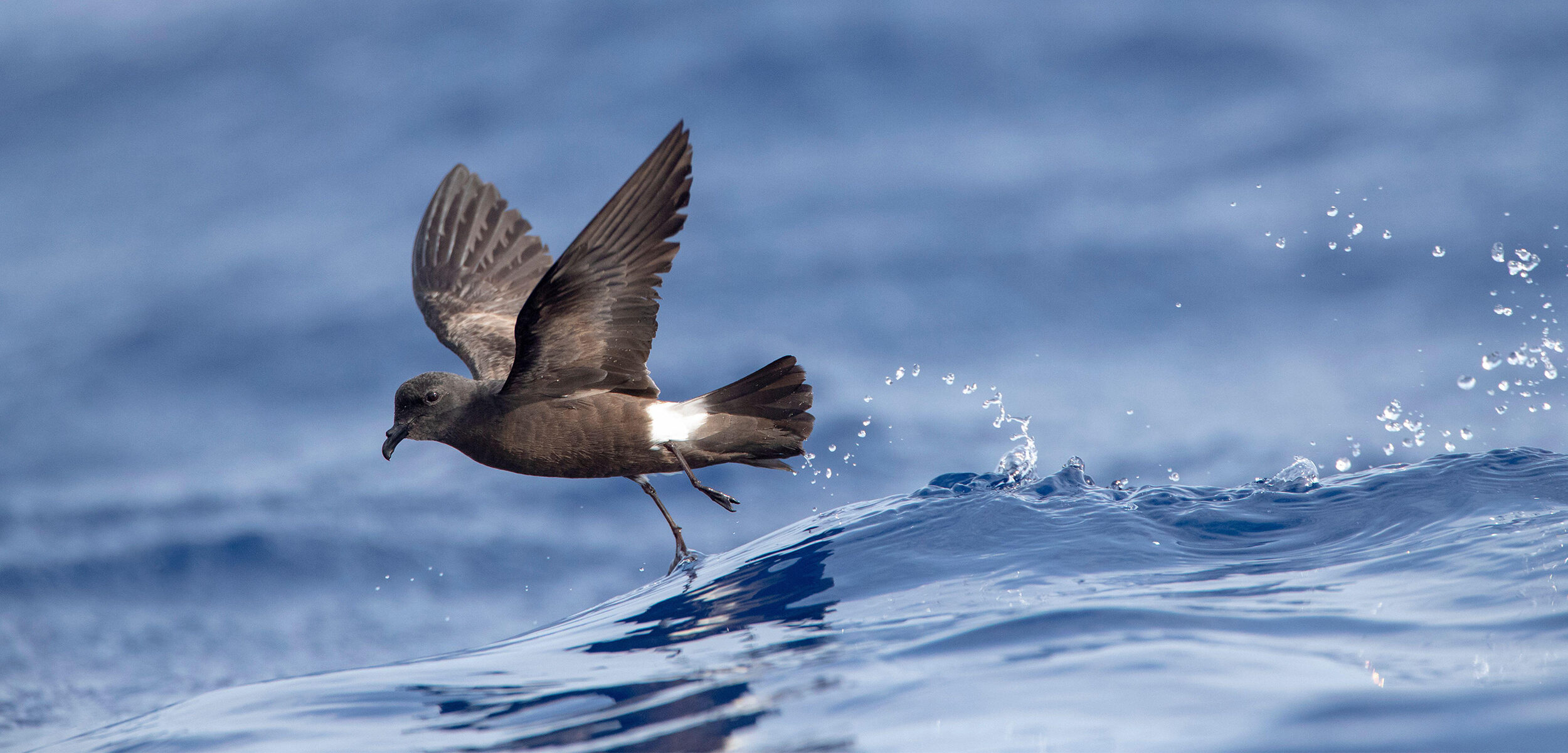 Seabird, Seabird, Fly Home: Rebuilding a Lost Seabird Paradise | twib.news