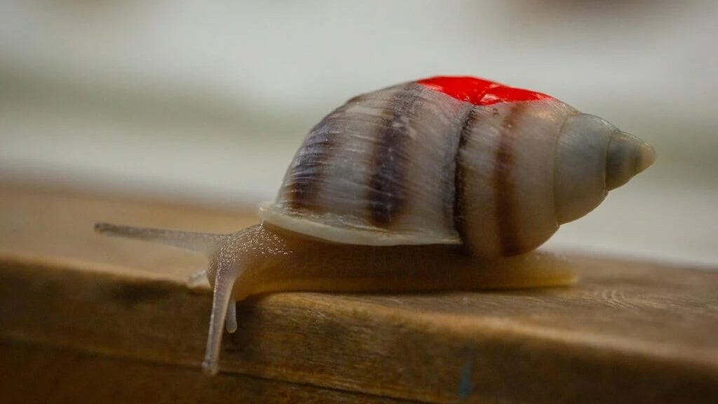 Slow and Steady Wins the Race: Decades Later, These Snails Return to ...