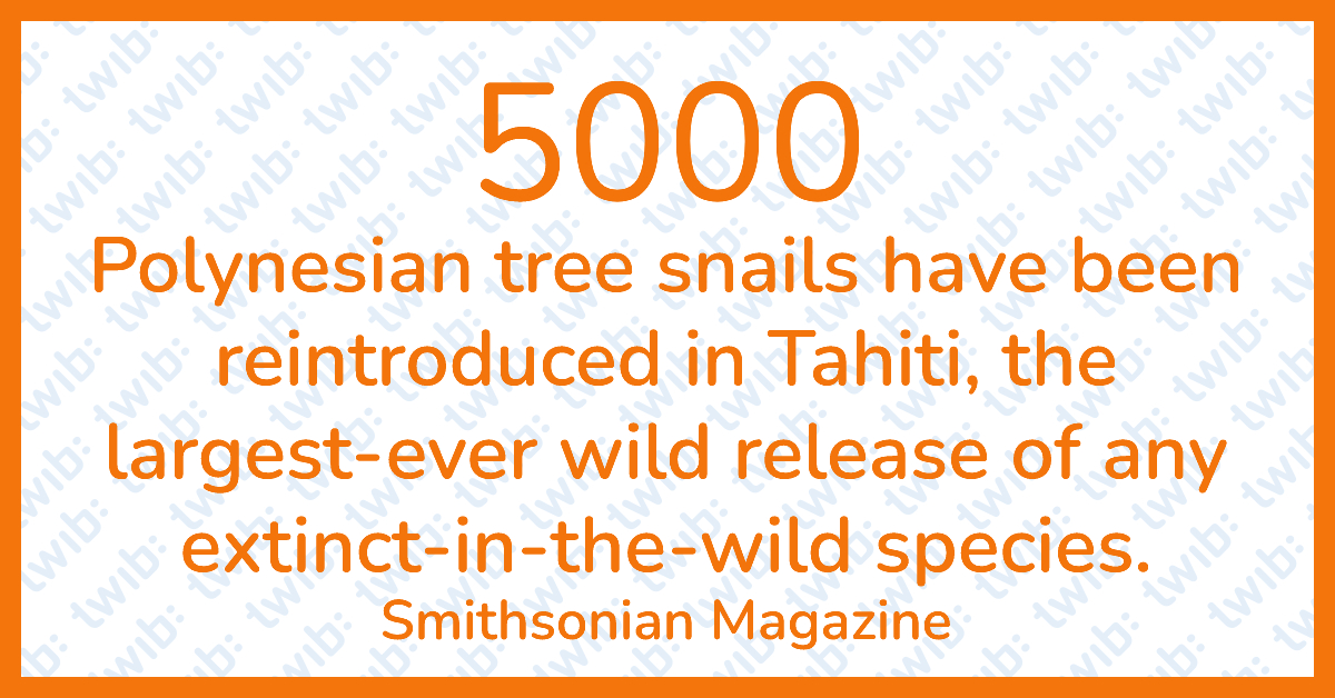 5,000 Polynesian tree snakes have been reintroduced in Tahiti, the ...