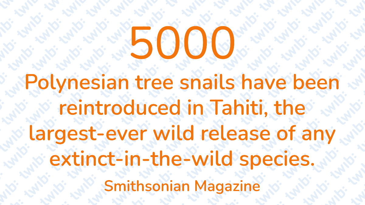 5,000 Polynesian tree snakes have been reintroduced in Tahiti, the ...