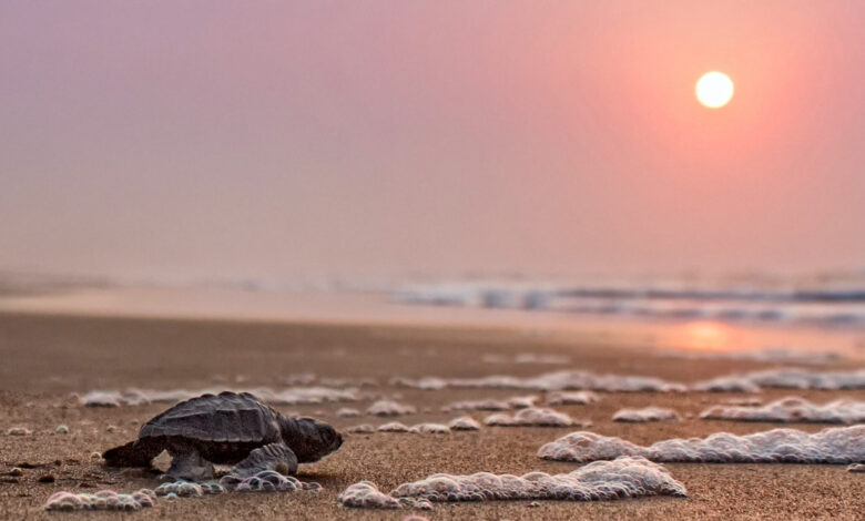 Win-Win: Saving Turtles, Uplifting the Community | twib.news