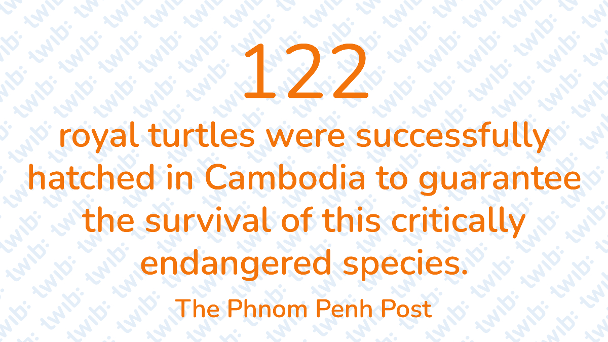 122 royal turtles were successfully hatched in Cambodia to guarantee ...