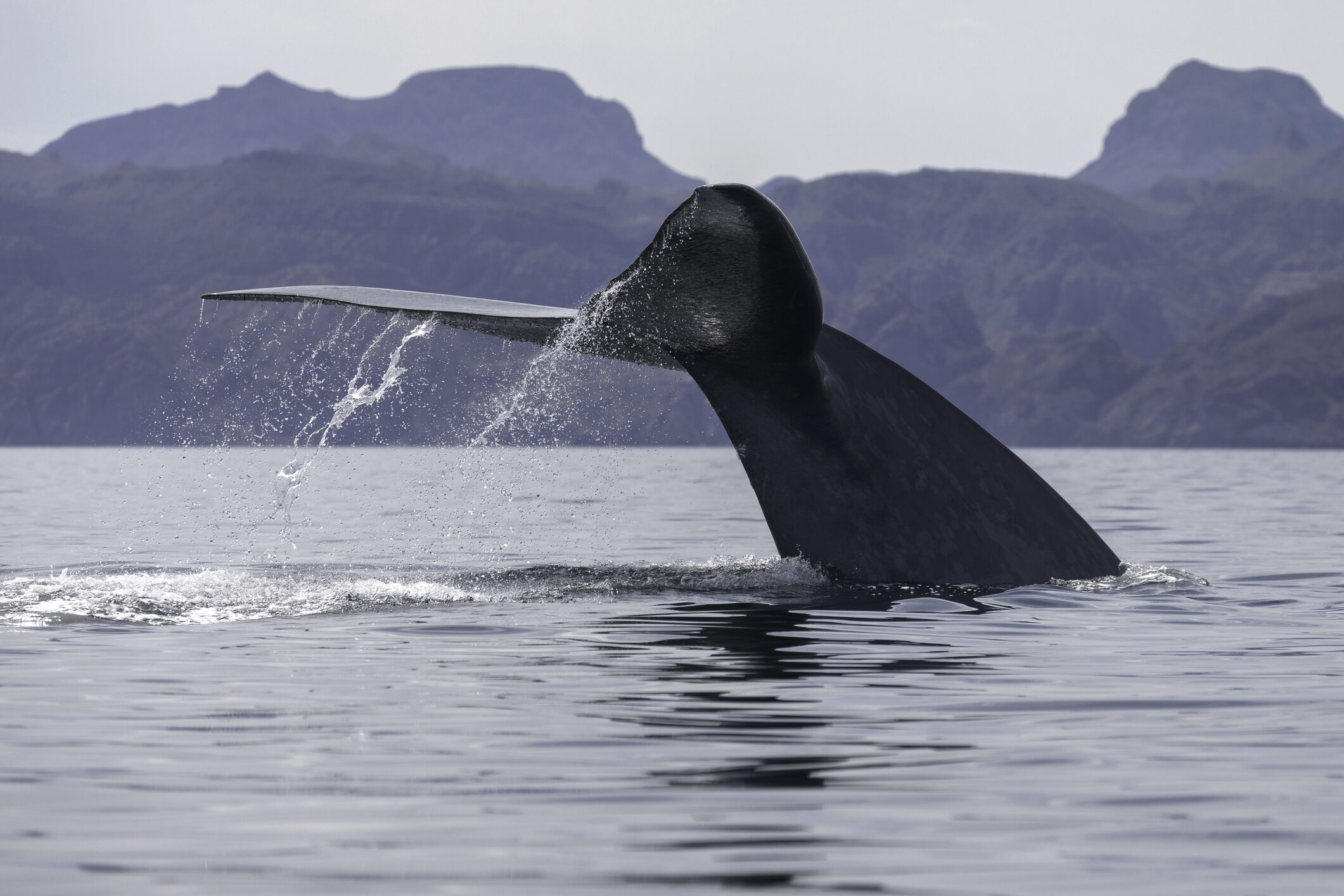 Endangered Blue Whale Makes a Big Comeback! | twib.news