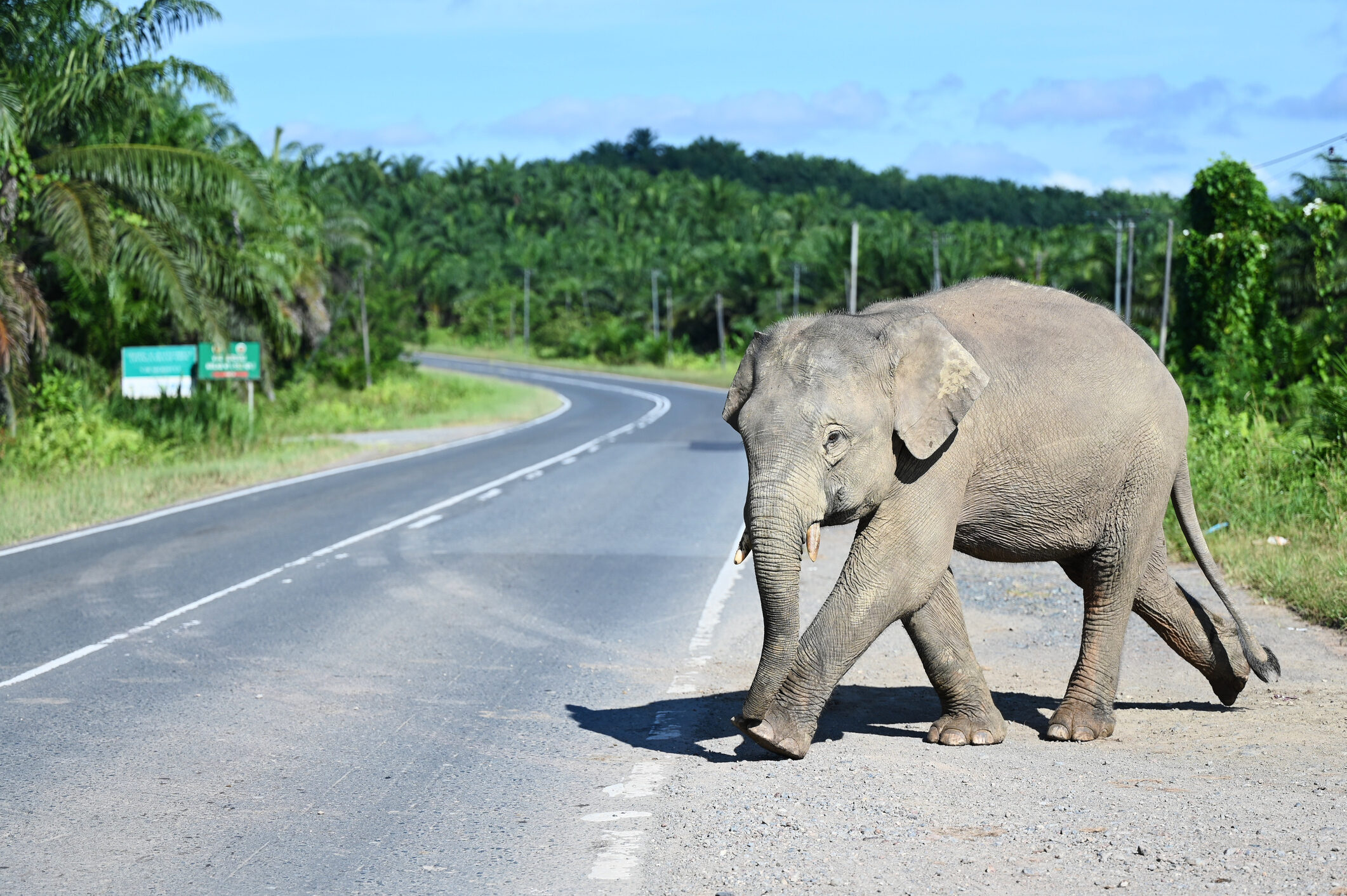 These Corridors Connect Forests and Save Wildlife | twib.news